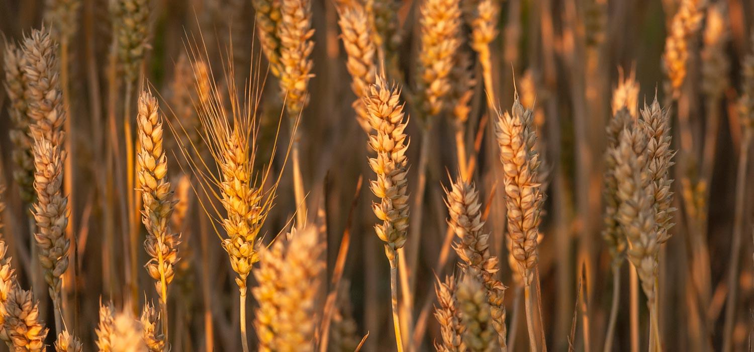 Differenza tra grano duro e grano tenero: caratteristiche